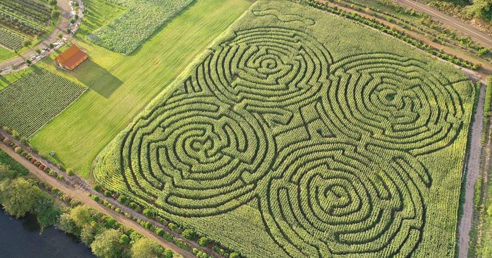 Kilchis River Pumpkin Patch & Corn Maze open this October | Community ...