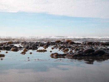 New toxic algae testing methods eyed for ocean | News ...