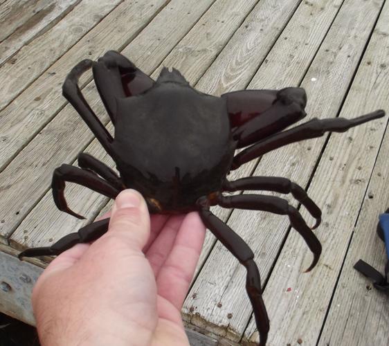 kelp crab