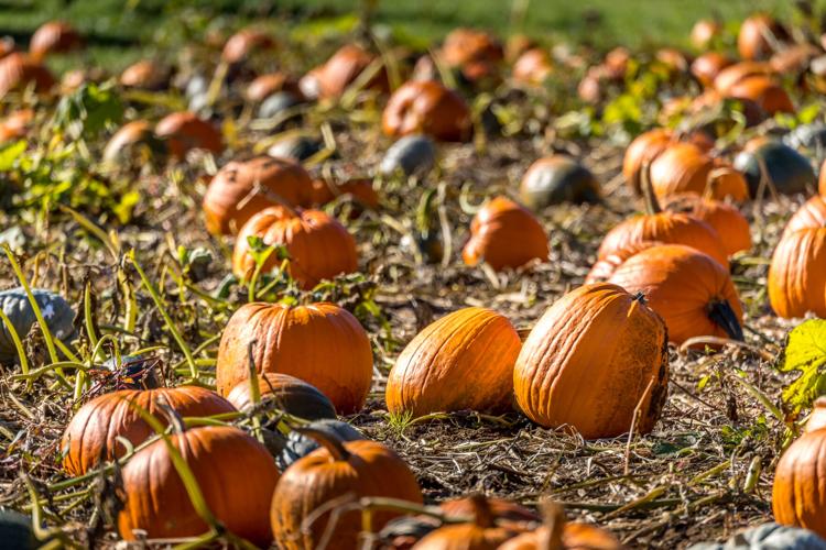 Kilchis River Pumpkin Patch & Corn Maze open for five weekends this ...