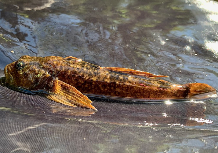Photos: After devastating wildfires, watersheds surprisingly thick with ...