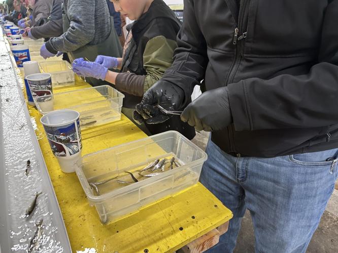 100,000 fins clipped at 36th annual Tillamook Anglers Fin Clipping Day ...