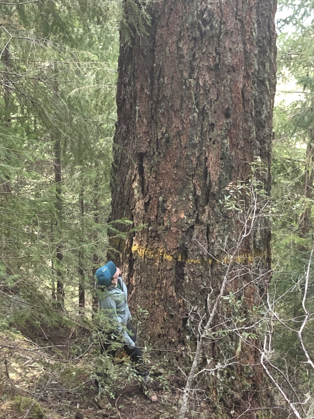 Court: Approval of old-growth timber sales in northern spotted owl ...
