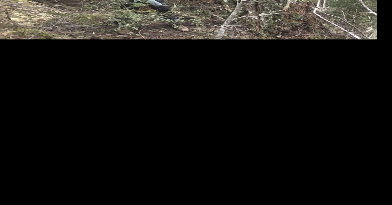 Court: Approval of old-growth timber sales in northern spotted owl ...