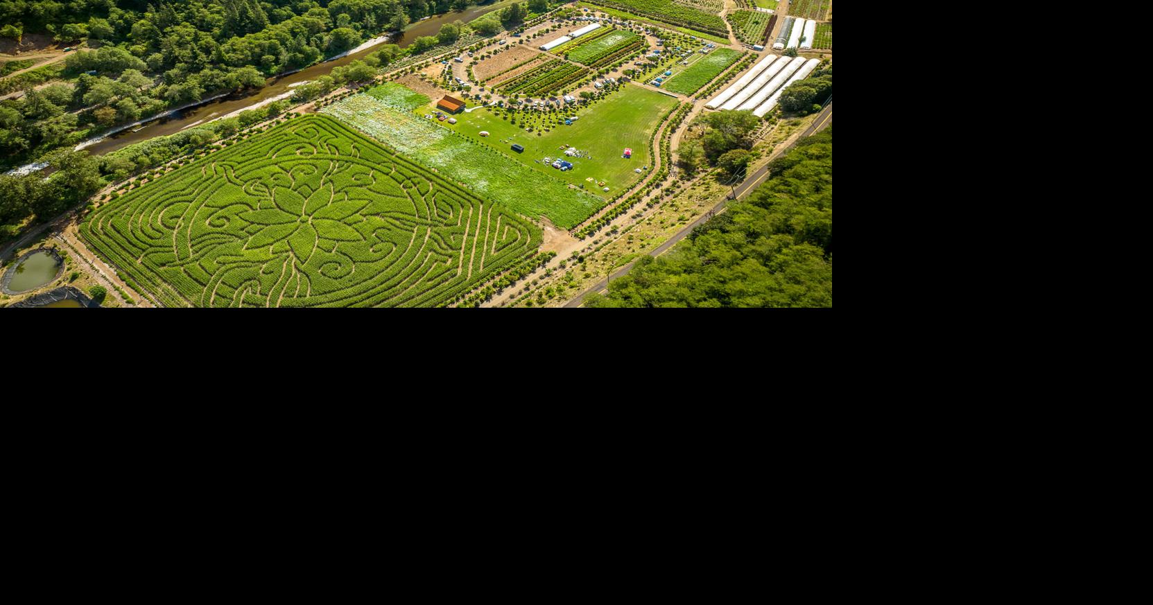 Kilchis River Pumpkin Patch & Corn Maze open for five weekends this ...