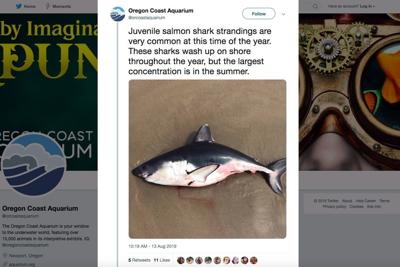 oregon beached shark
