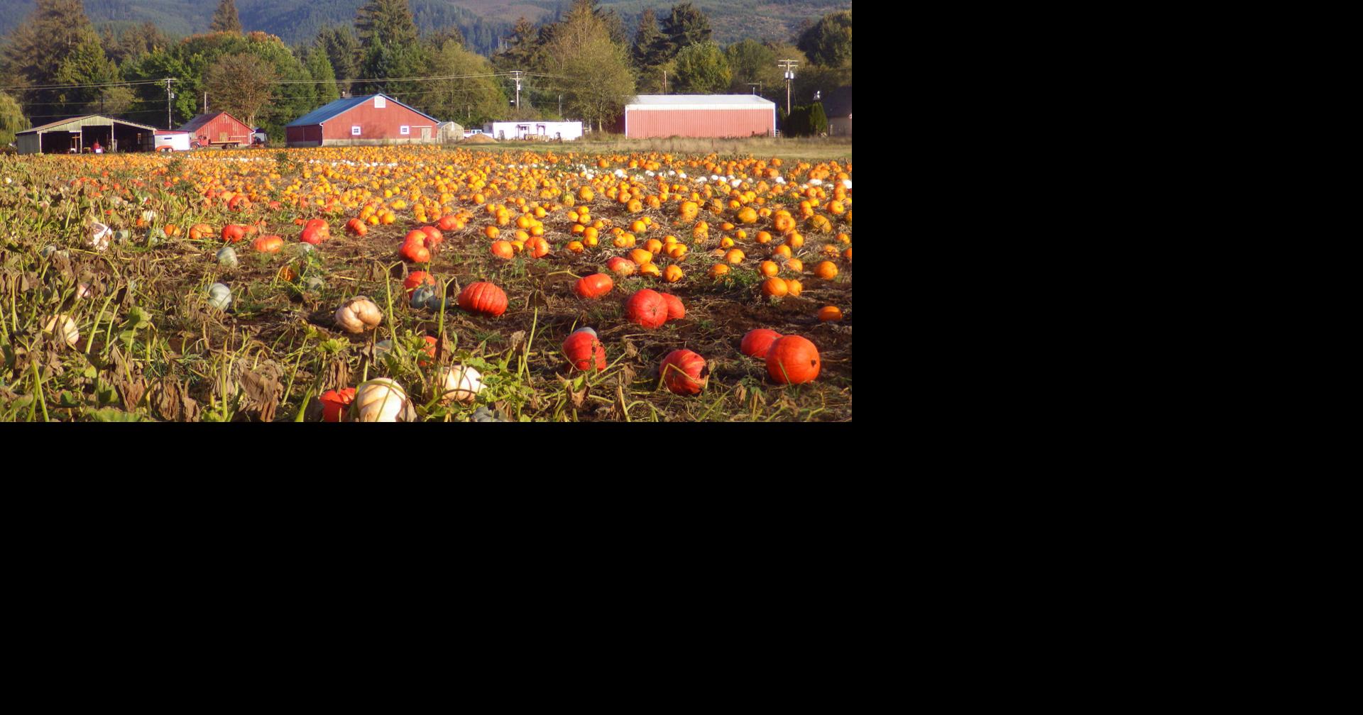 Old House Dahlias hosts pumpkin patch | Community ...