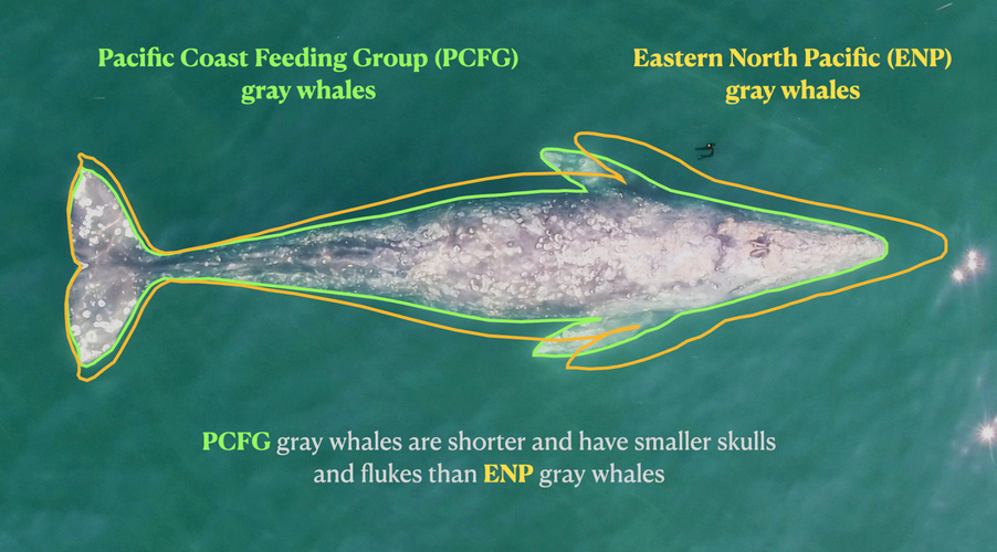 Whale Size: New insight into gray whales along Pacific Northwest Coast ...