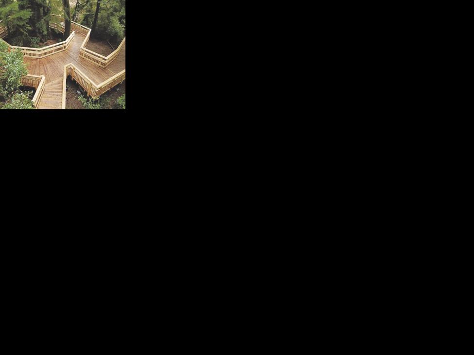 Oregon’s giant tree | News | tillamookheadlightherald.com