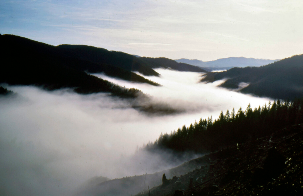 Gov. Kotek picks Nevada state forester as first woman to lead Oregon ...