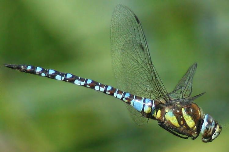 Dragonfly migration on Oregon coast | News | tillamookheadlightherald.com