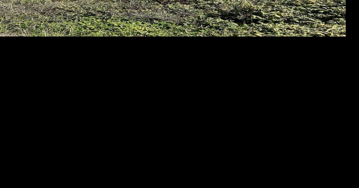 Project Arcadia nearing the finish line | News ...