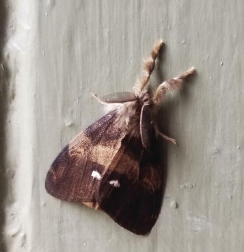 Rusty tussock moth crpd[1].jpg | | tillamookheadlightherald.com