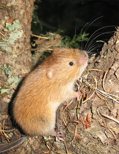 Oregon’s North Coast Red Tree Voles get new shot at crucial protections ...
