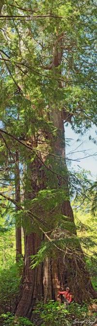 Oregon’s giant tree | News | tillamookheadlightherald.com