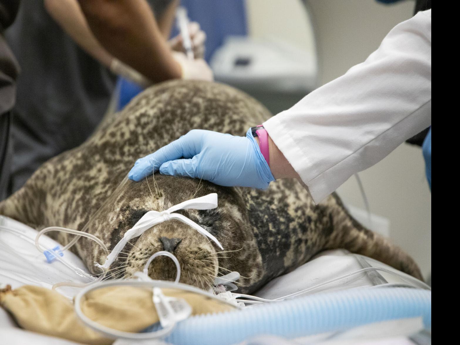 Three years of monitoring of Oregon’s gray whales shows changes in ...