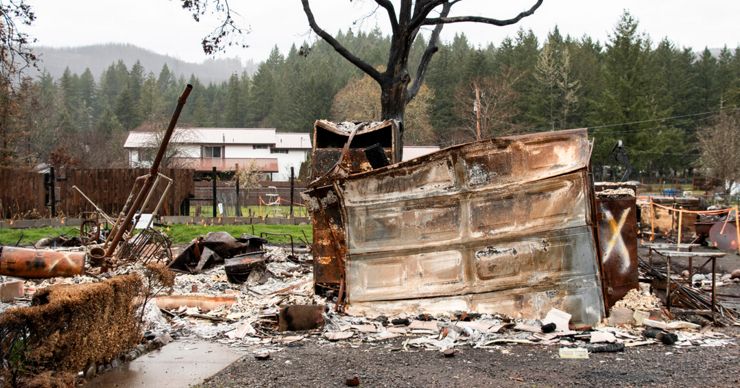 Column: Removing dead trees after a severe wildfire is often right ...