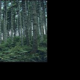 Management concepts for state-owned forests to be considered | Regional ...