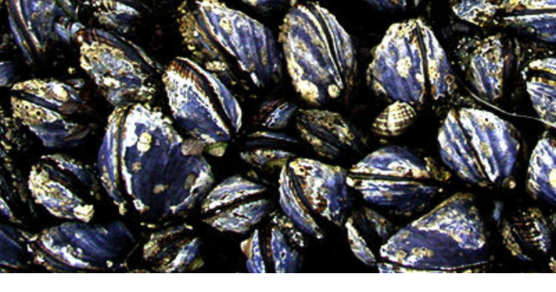 Entire Oregon coast reopened for mussel harvesting | News ...