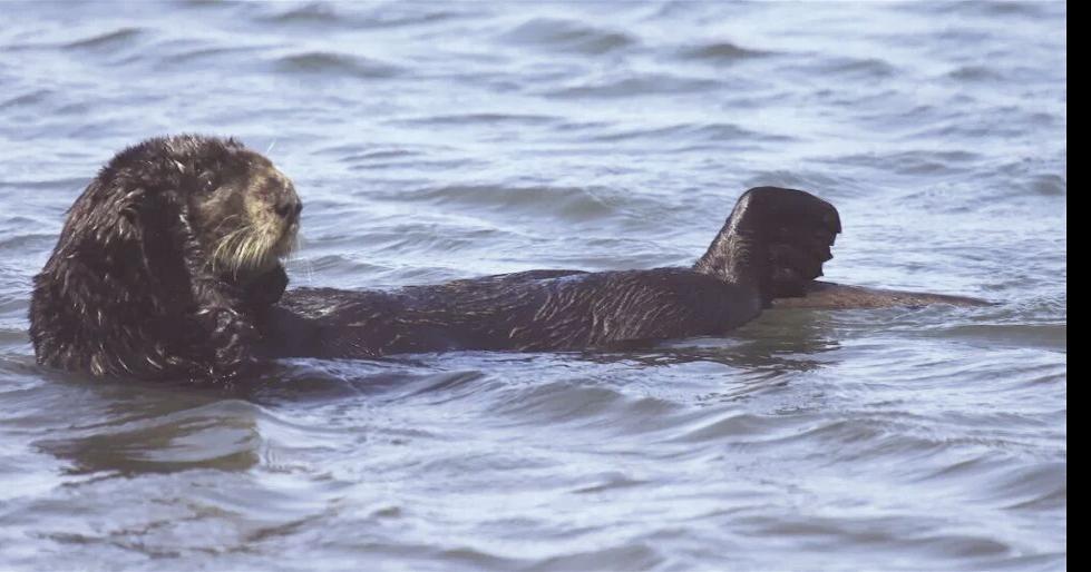 Scholars reveal history of sea otters, a now-absent cultural keystone ...