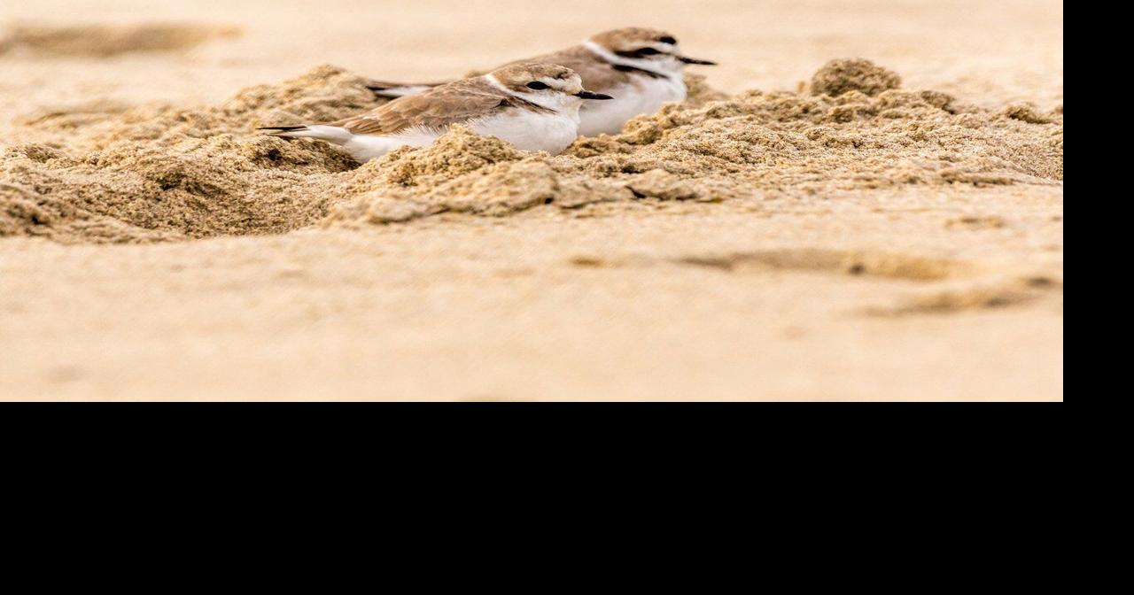Respect nesting areas to protect threatened shorebird | News ...