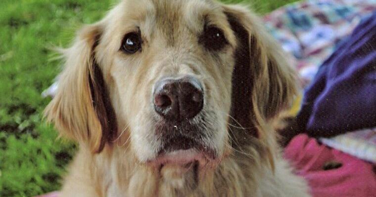 Remembering Thurston, beloved highway dog | Local News ...