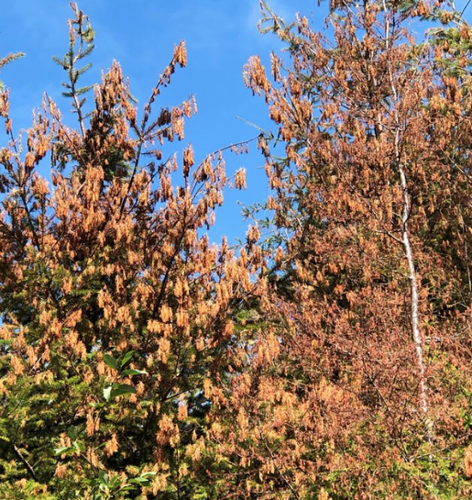 Tree Scorching: New report shows 'heat dome' damage | News ...