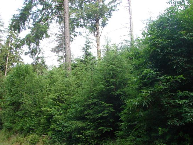 Forest landowners get local help from Oregon Tree Farm System | News ...