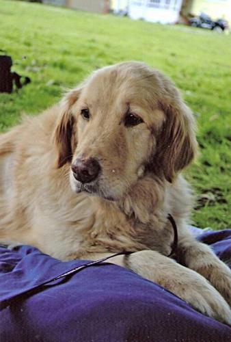 Remembering Thurston, beloved highway dog | Local News ...