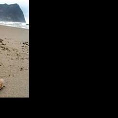 Razor clam opening on central coast | News | tillamookheadlightherald.com