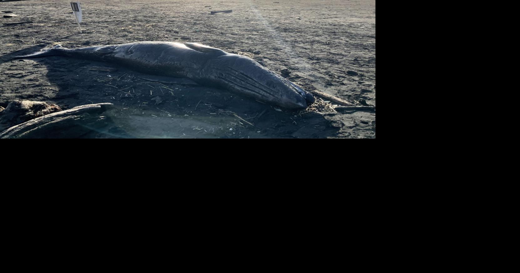 Washed Ashore: 2nd dead whale found near Astoria | News ...