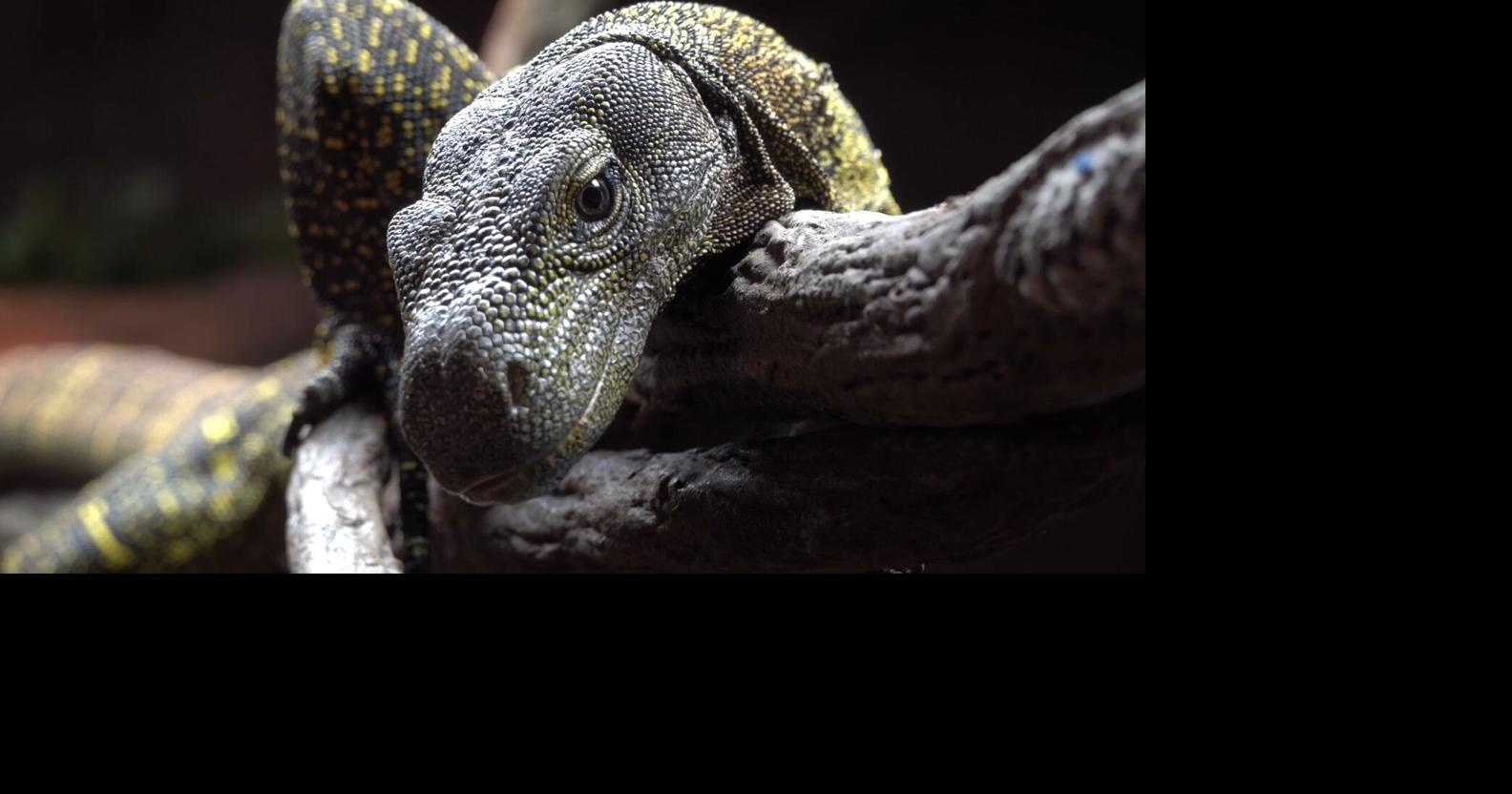 Crocodile monitor arrives at zoo | Community | tillamookheadlightherald.com