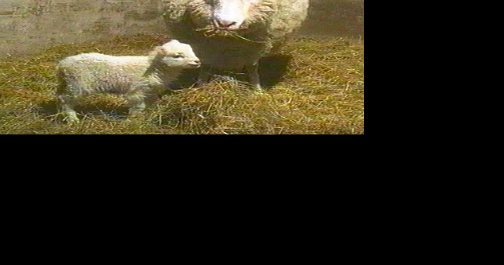 Today In History, Feb. 22: Dolly the Lamb | Archives | timegoggles.com