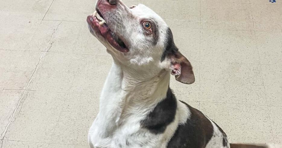 Pet of the Week: Alamosa | Arts & Community | times-herald.com