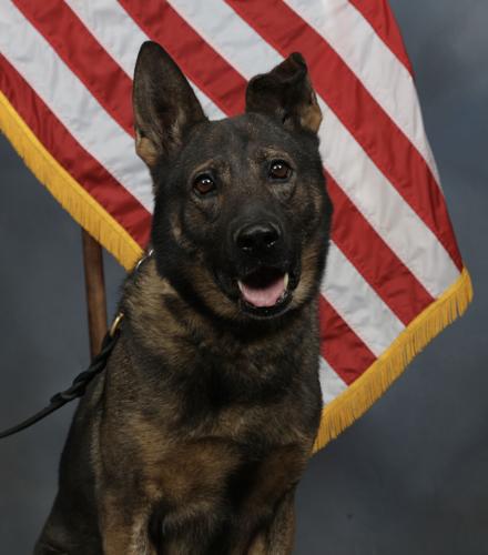 K-9 Unit plays crucial role for CCSO | News | times-herald.com