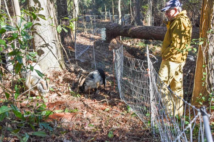 Grazing to greatness: Goats help Newnan homeowner reclaim overgrown ...