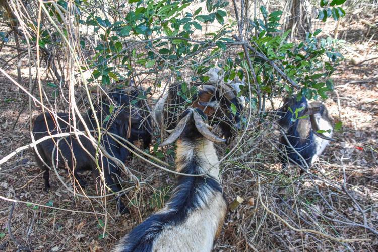 Grazing to greatness: Goats help Newnan homeowner reclaim overgrown ...