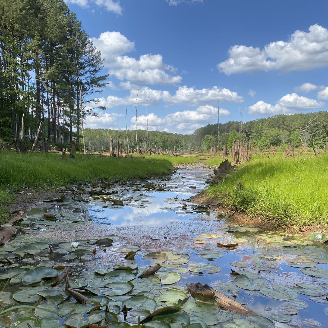 Georgia Power, Southern Conservation Trust launch $300K land ...