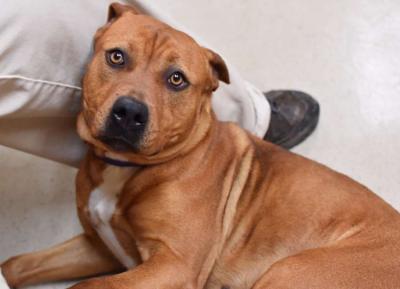 More adoptable dogs in danger of euthanasia | Local News | times-herald.com