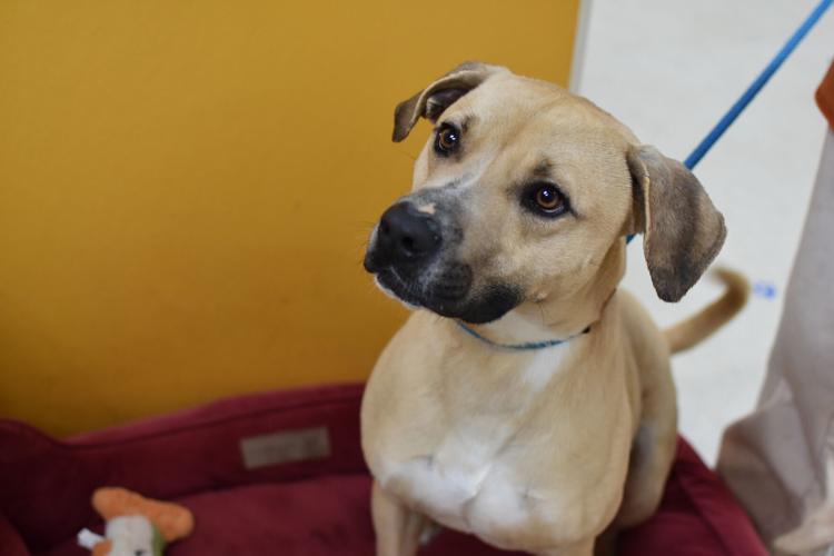 Pets of the Week: Finn and Georgia Boy | Arts & Community | times ...