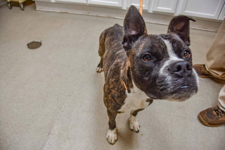 Pet of the Week: Nacho | Arts & Community | times-herald.com