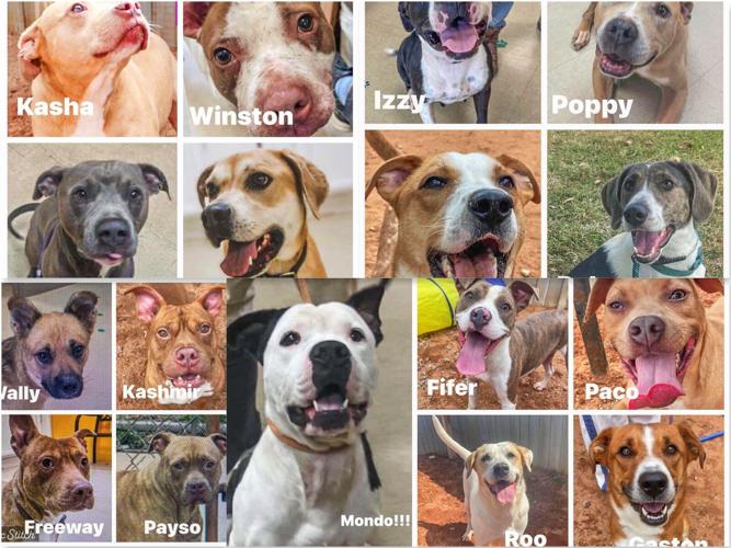 Seventeen dogs at risk of euthanization as shelter faces overcrowding ...
