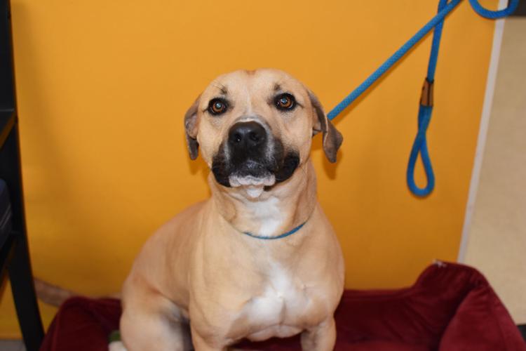 Pets of the Week: Finn and Georgia Boy | Arts & Community | times ...