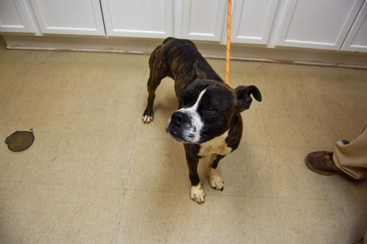 Pet of the Week: Nacho | Arts & Community | times-herald.com