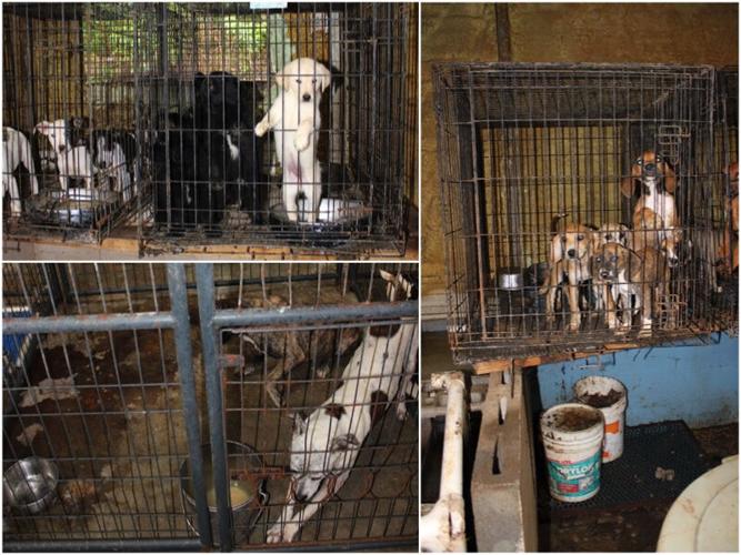 Dead, diseased animals reportedly found at private animal shelter ...