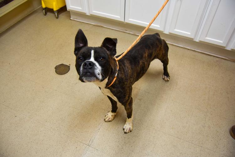 Pet of the Week: Nacho | Arts & Community | times-herald.com