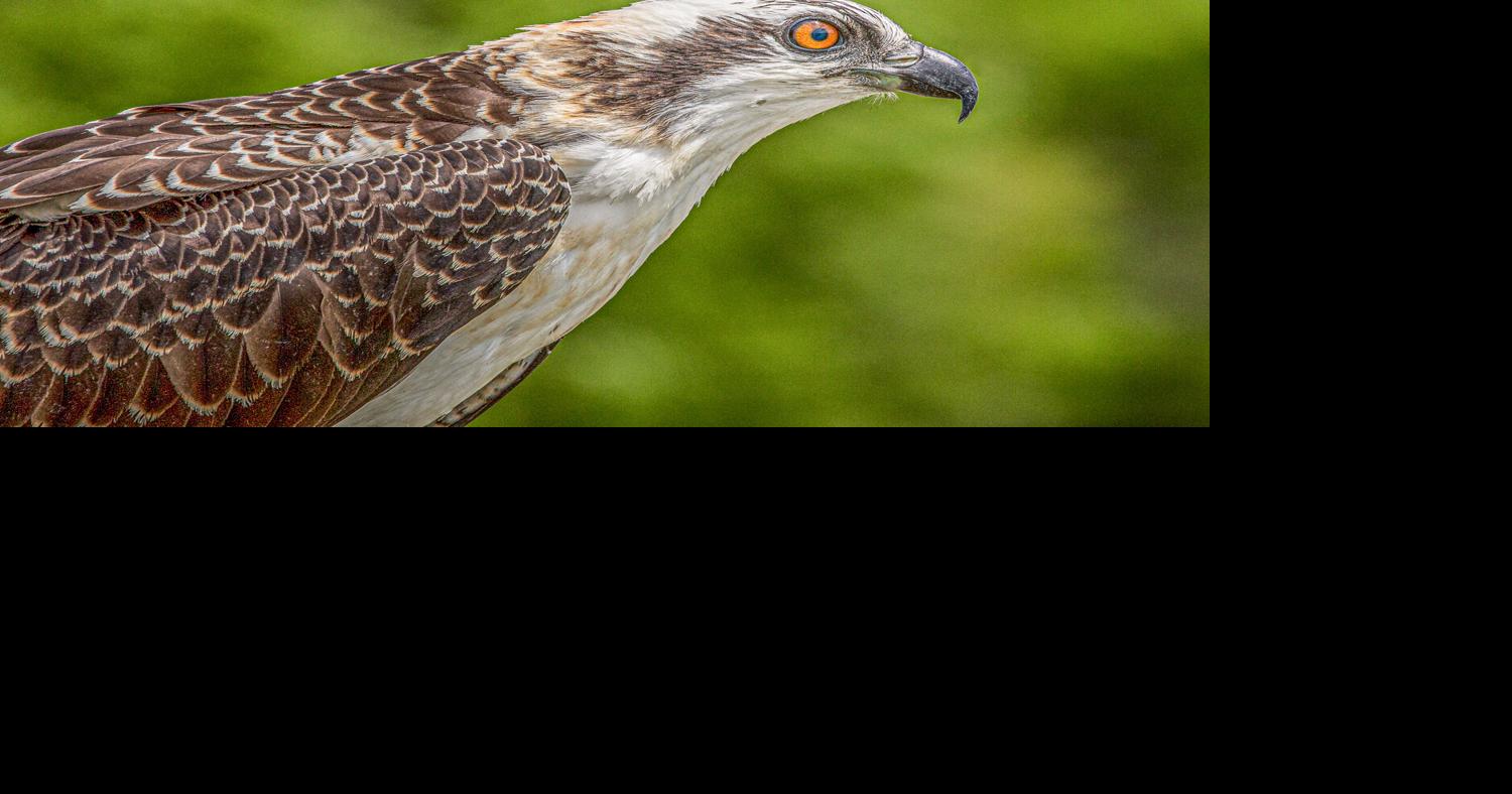 Wild Things: Osprey Homecoming | Arts & Community | times-herald.com
