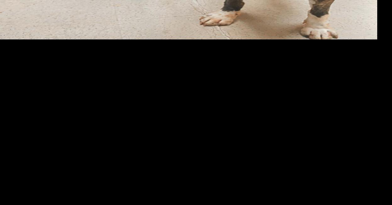 Pet of the Week: Nacho | Arts & Community | times-herald.com