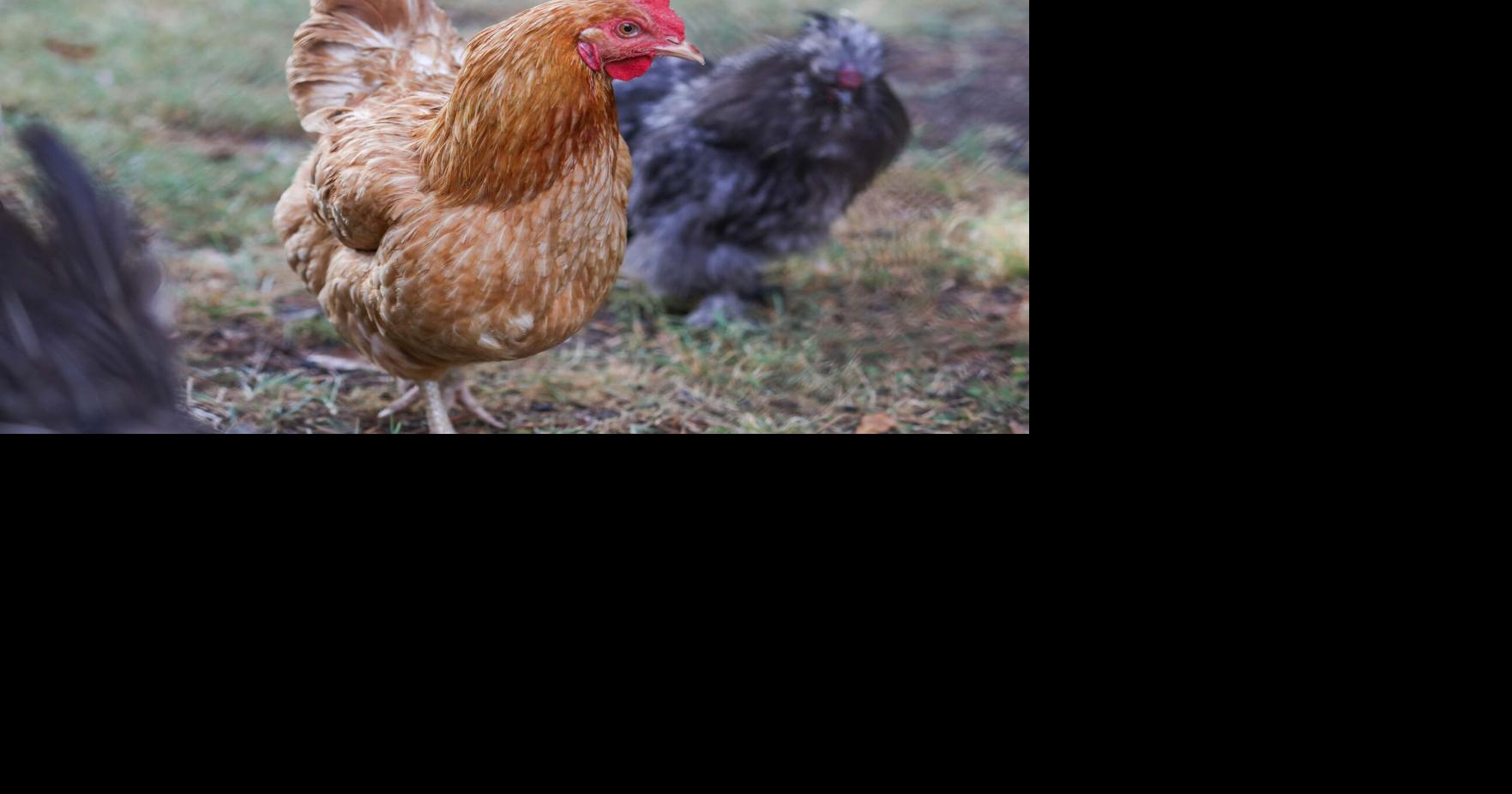 County staff to draft backyard chicken ordinance | News | times-herald.com
