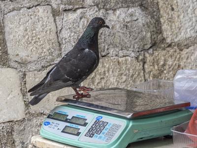 There and Back Again: Pigeon weighs itself | Arts & Community | times ...